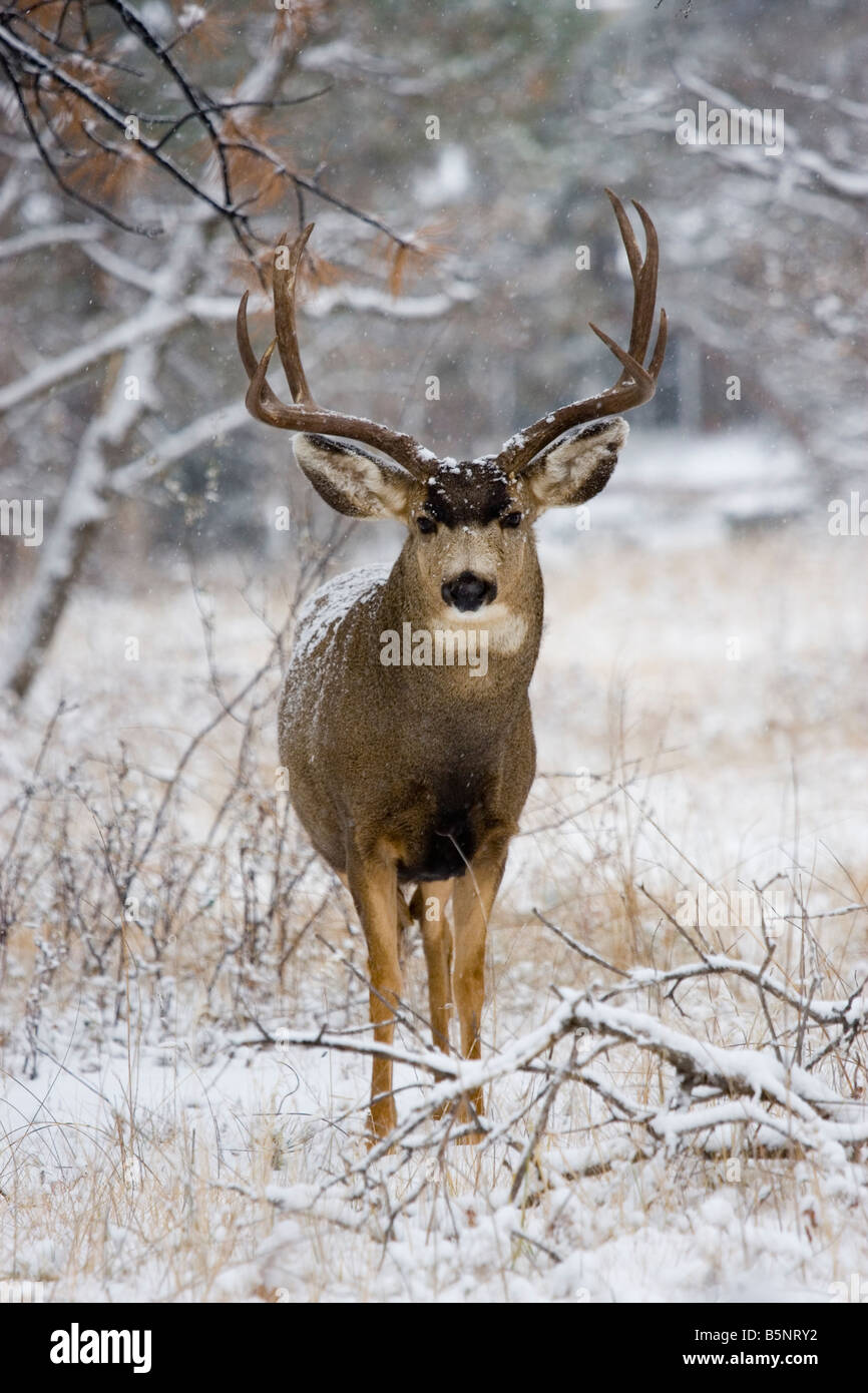 Haremanimal hi-res stock photography and images - Alamy