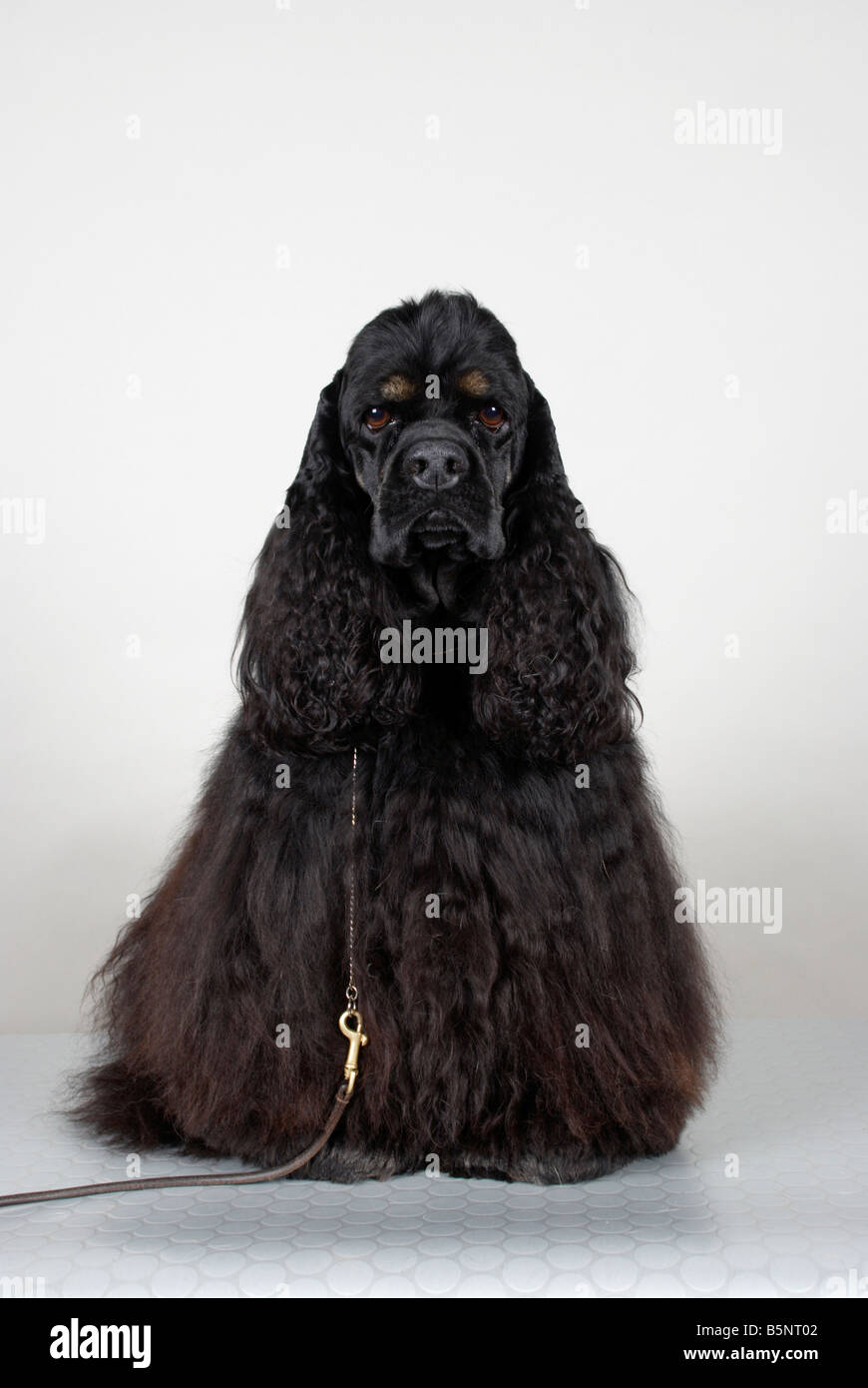 Show cocker with working cocker hi-res stock photography and images - Alamy