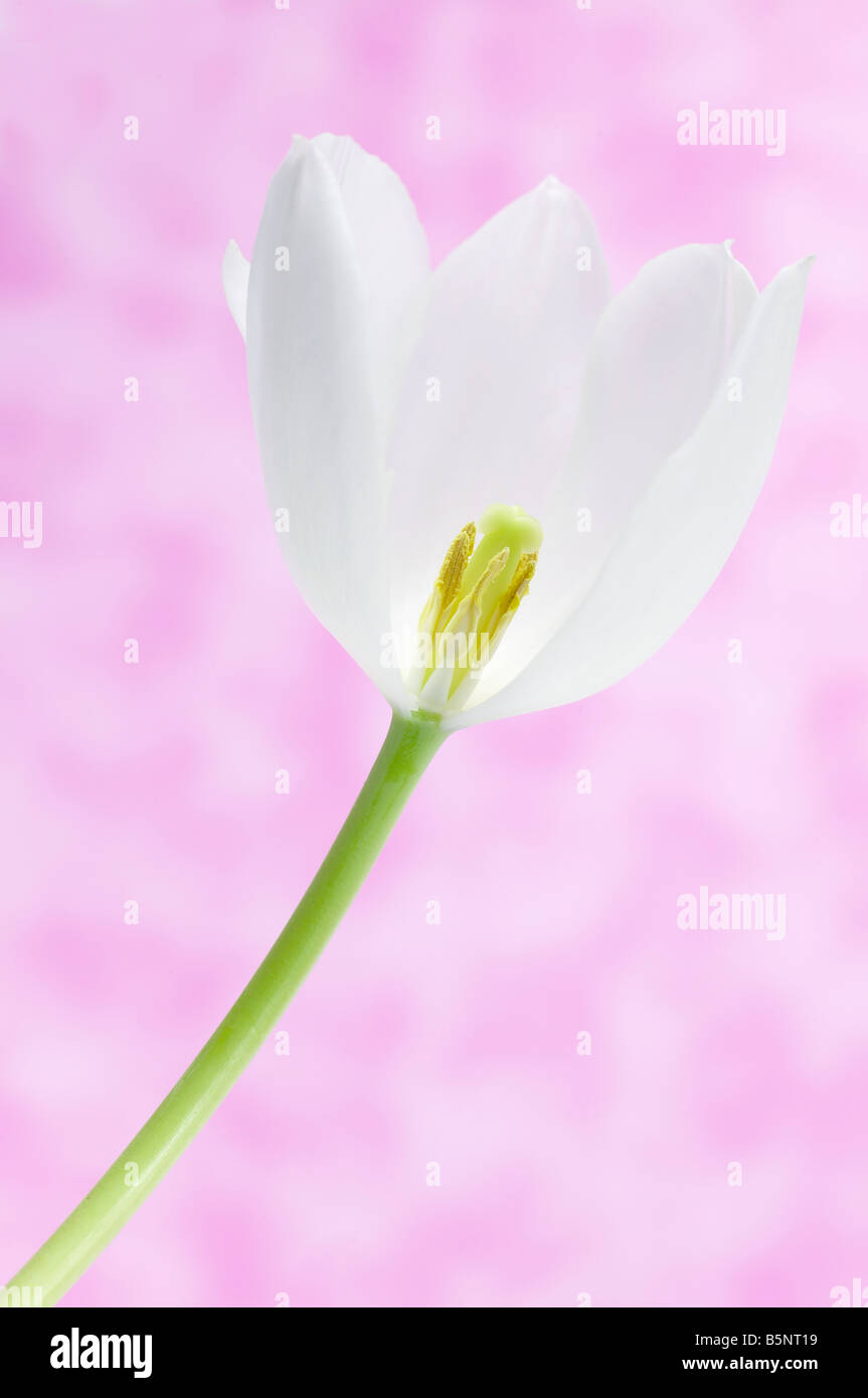 One White Tulip Flower Stock Photo - Alamy