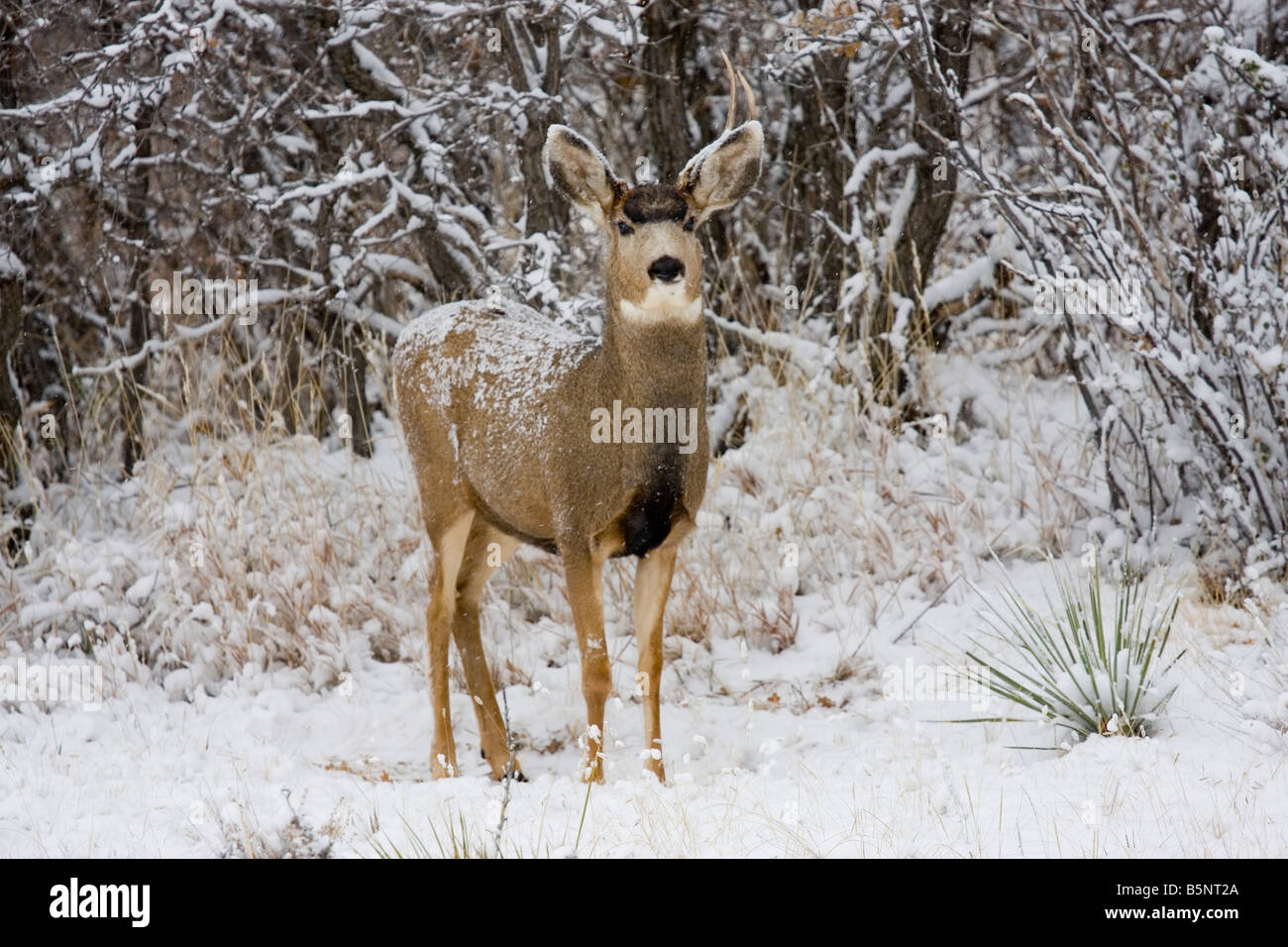 Mule deer forage for food on a cold snowy Colorado winter morning Stock ...