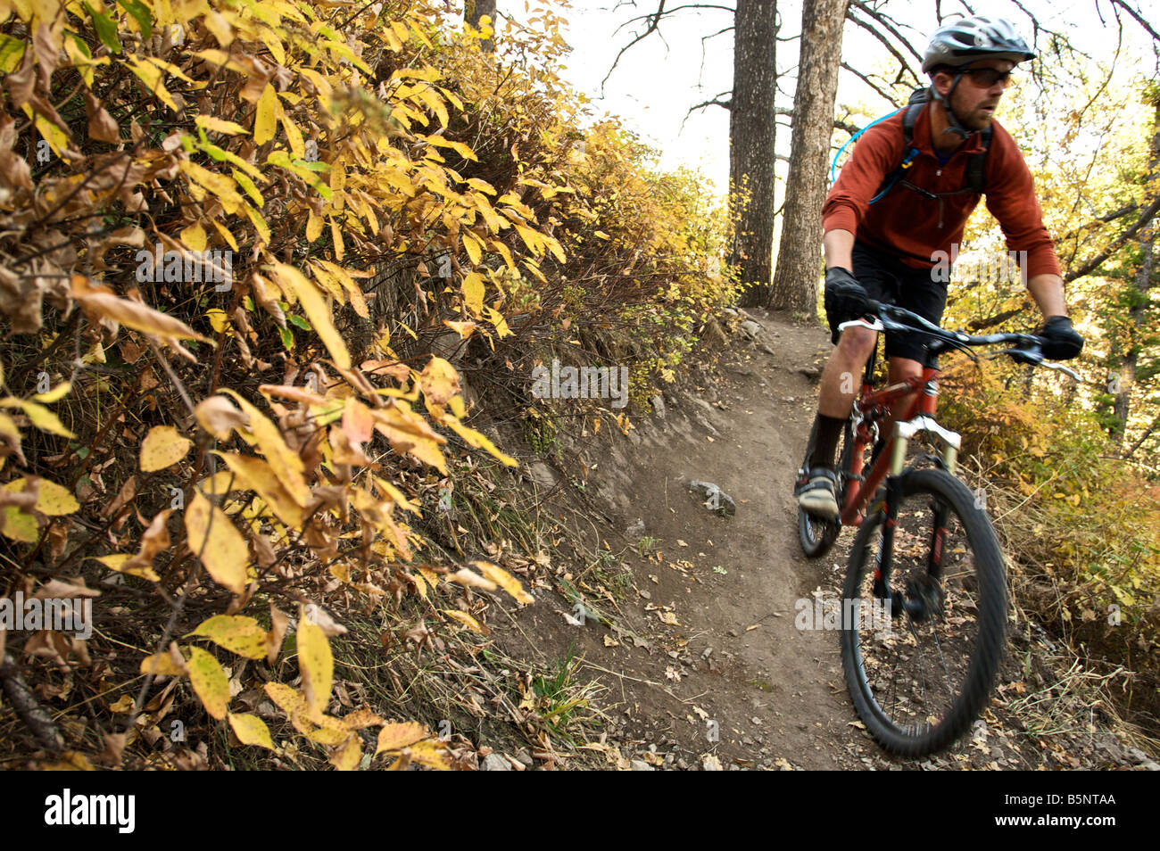A biker rides sink or swim Jackson WY Stock Photo - Alamy