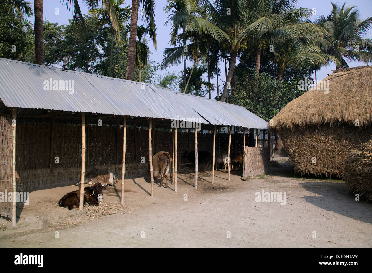 Courtyard animals hi-res stock photography and images - Alamy