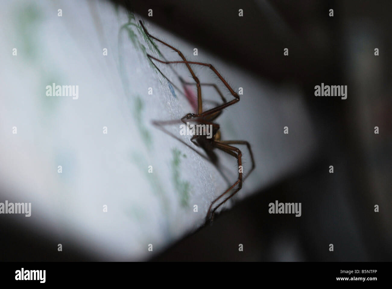 Giant House spider Stock Photo - Alamy