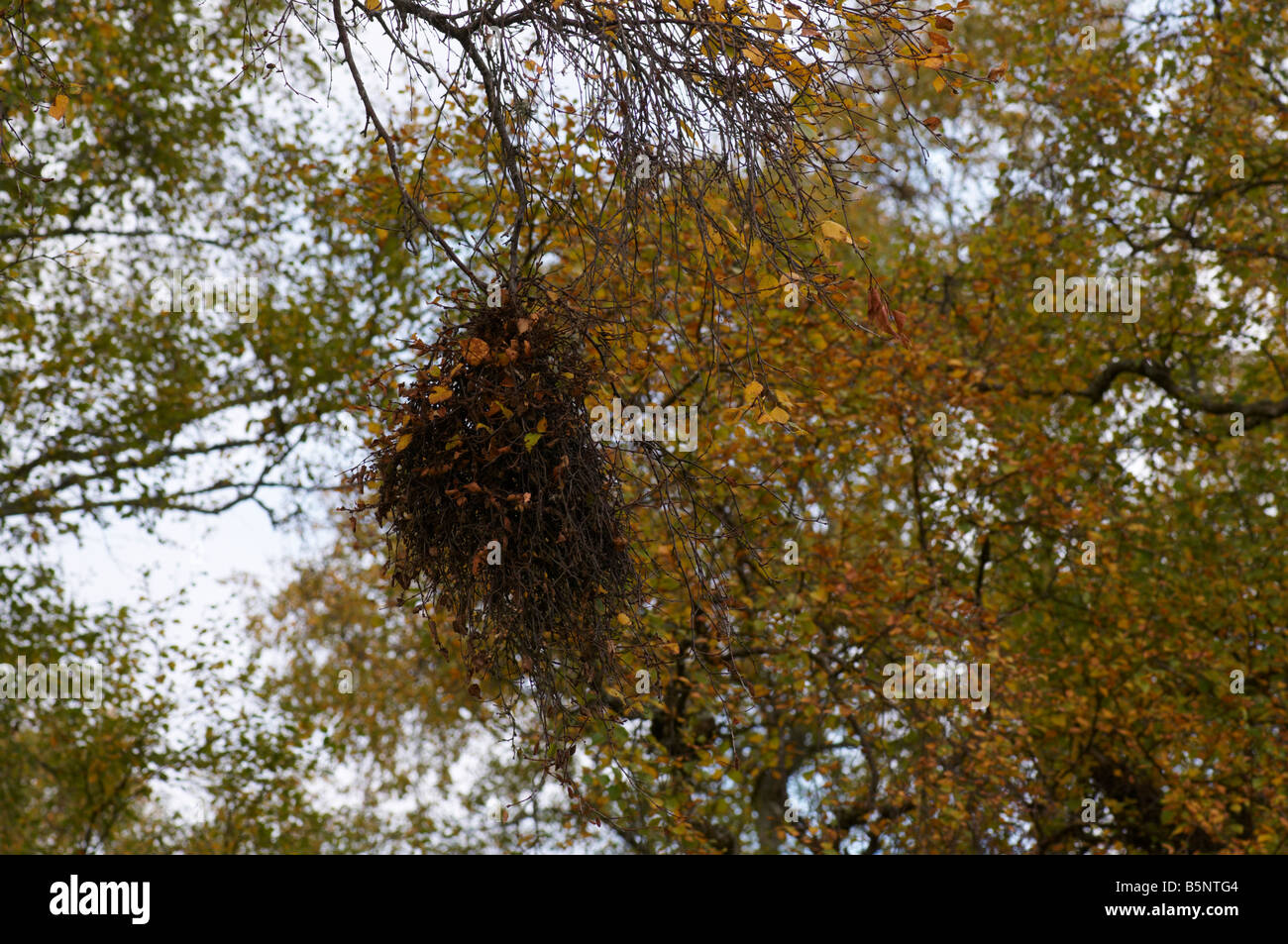 Autumn deciduous tree Scotland UK Stock Photo - Alamy