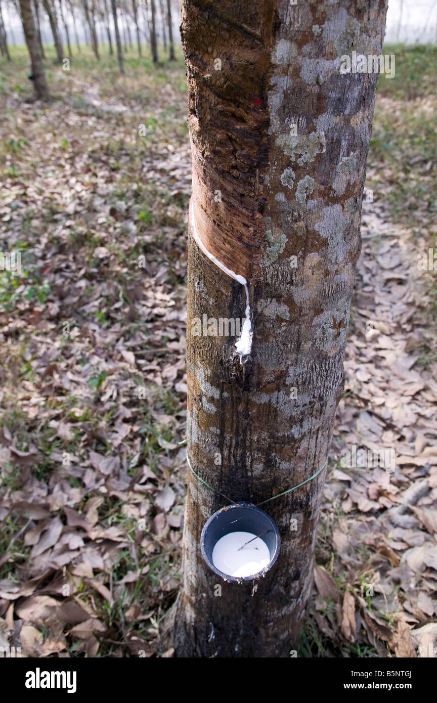 A tapped rubber tree in Srimangal Bangladesh Stock Photo - Alamy