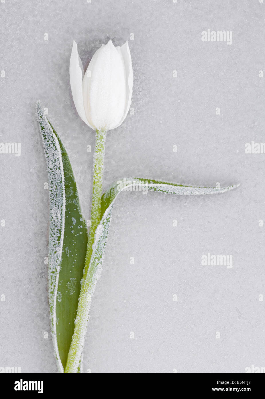 One frozen white tulip on sheet of frosted glass Stock Photo - Alamy