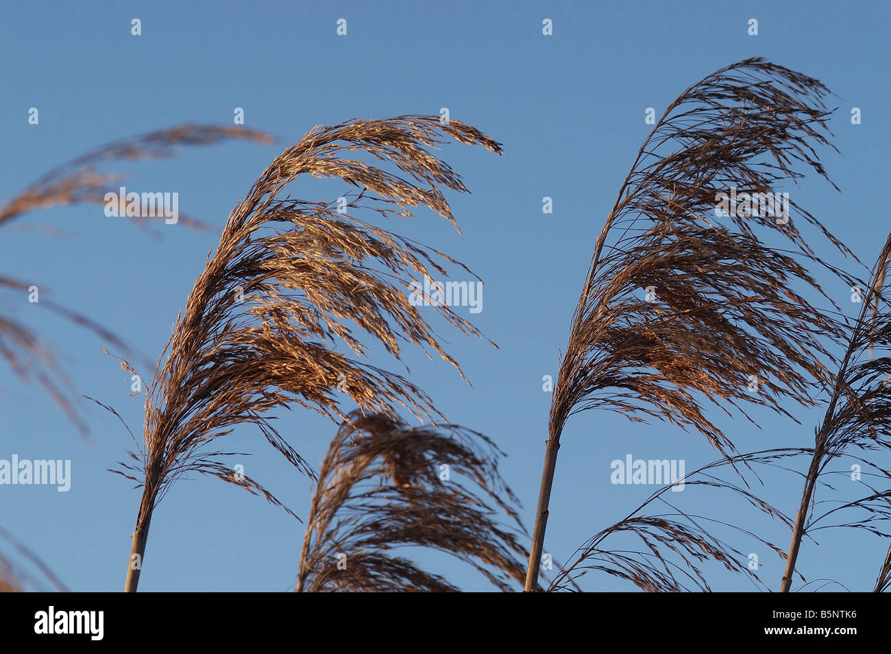 Marsh reed hi-res stock photography and images - Alamy