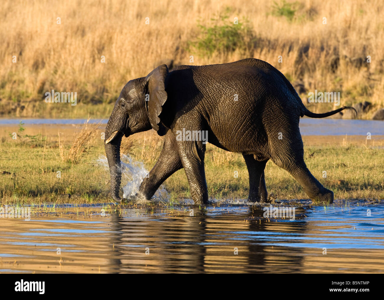 elephant at mankwe dam Stock Photo - Alamy