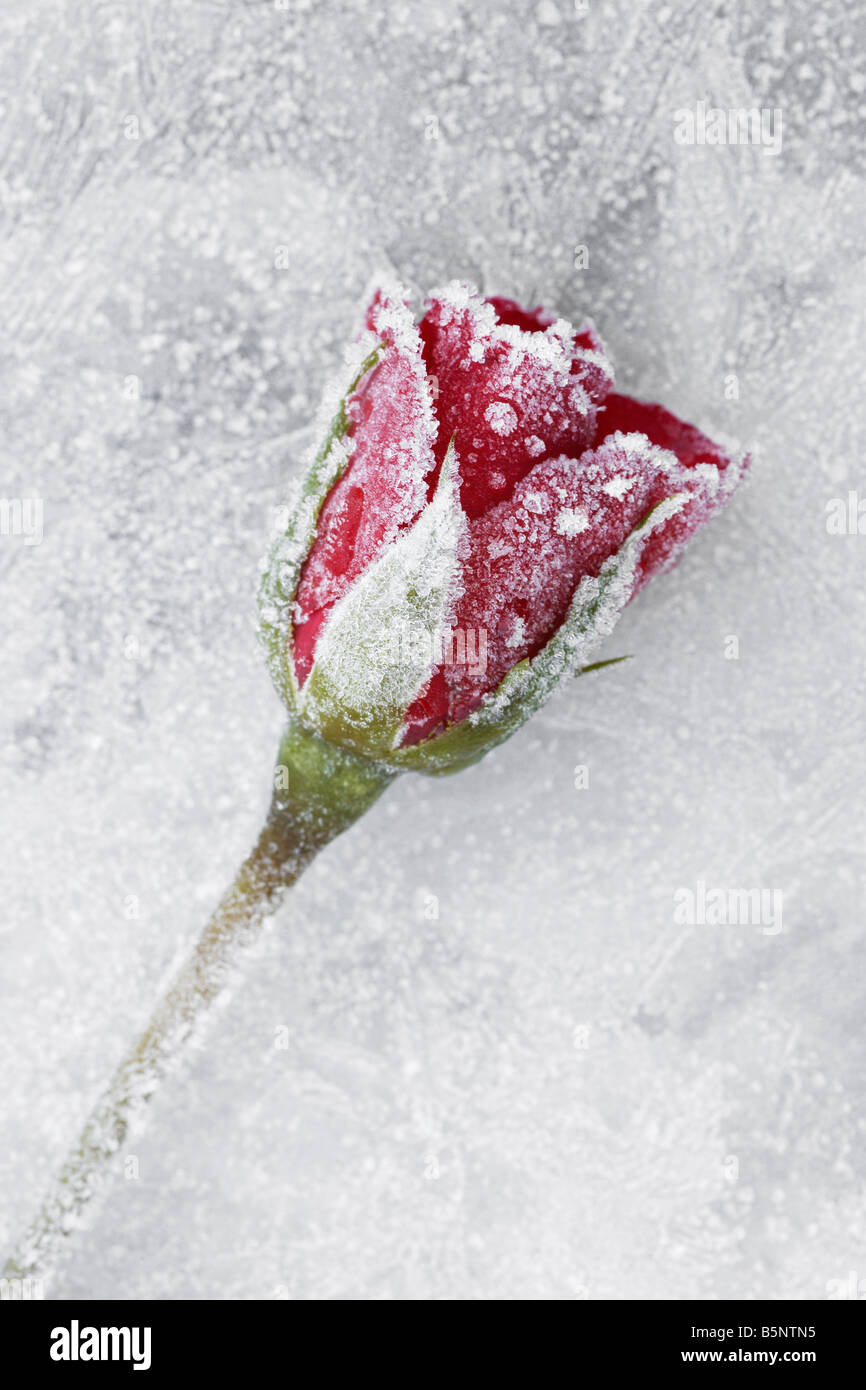 One Frozen Red Rose Bud Stock Photo - Alamy