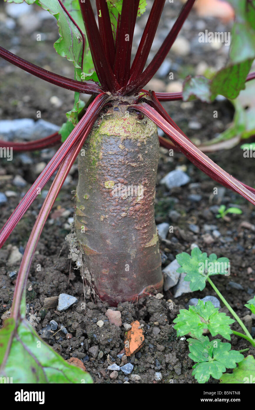 Beetroot cylindra hi-res stock photography and images - Alamy