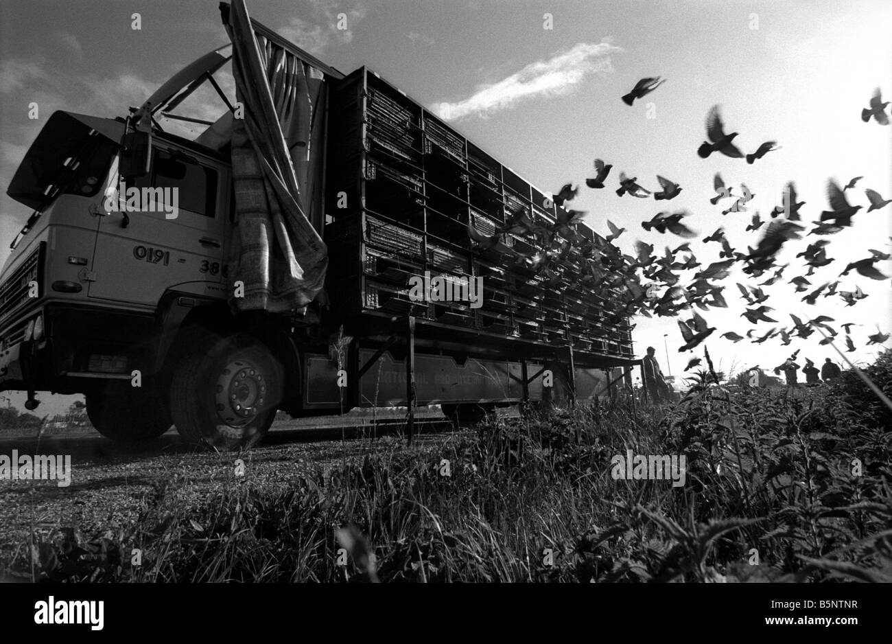 Pigeon racing in the UK. Working class sport Stock Photo - Alamy