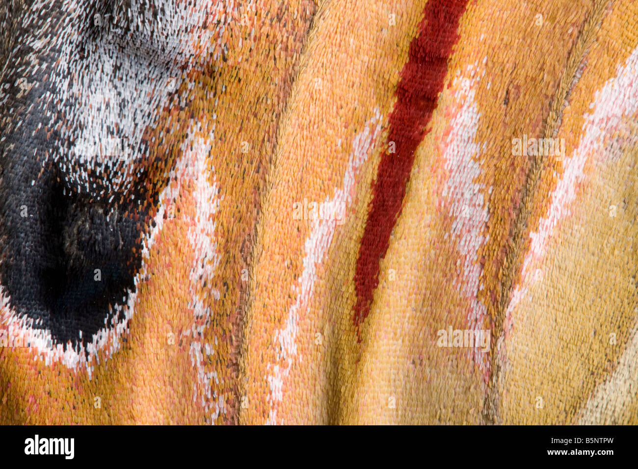 Atlas moth attacus atlas hi-res stock photography and images - Alamy
