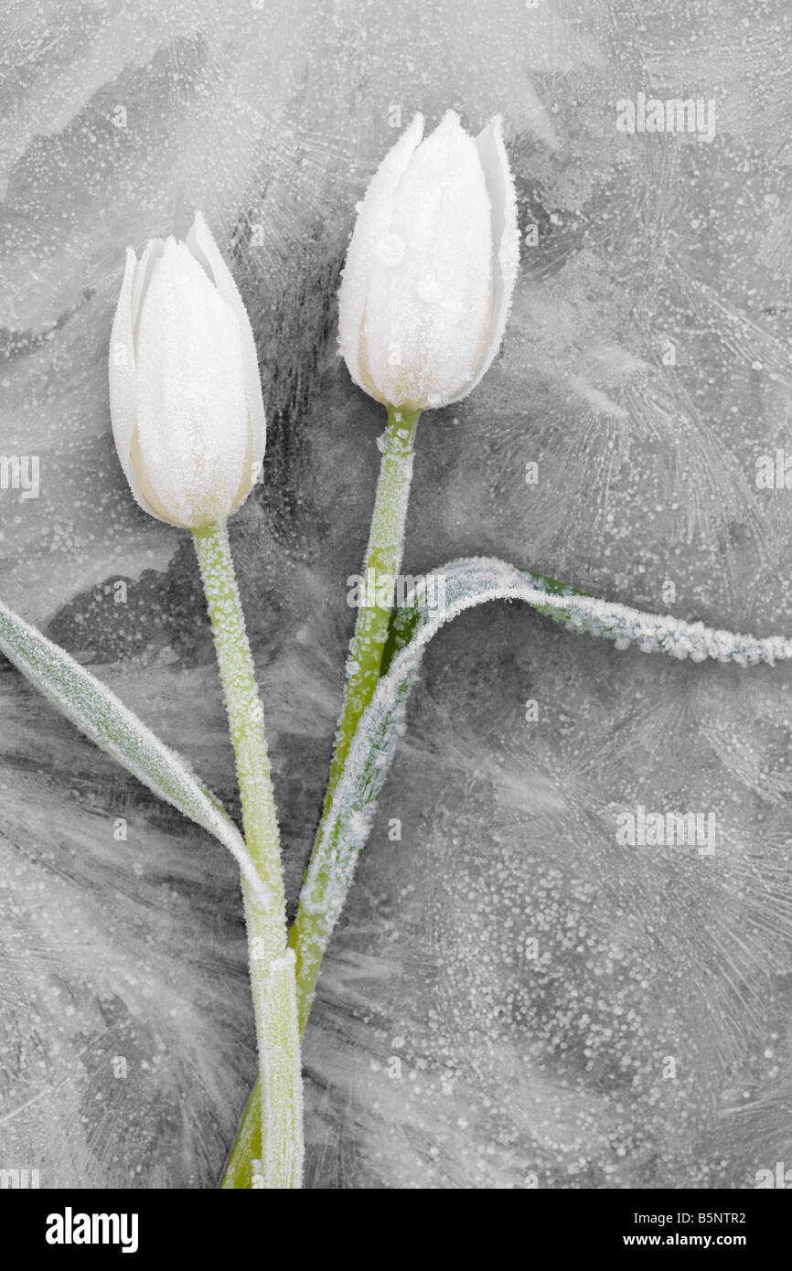 Frozen tulips hi-res stock photography and images - Alamy