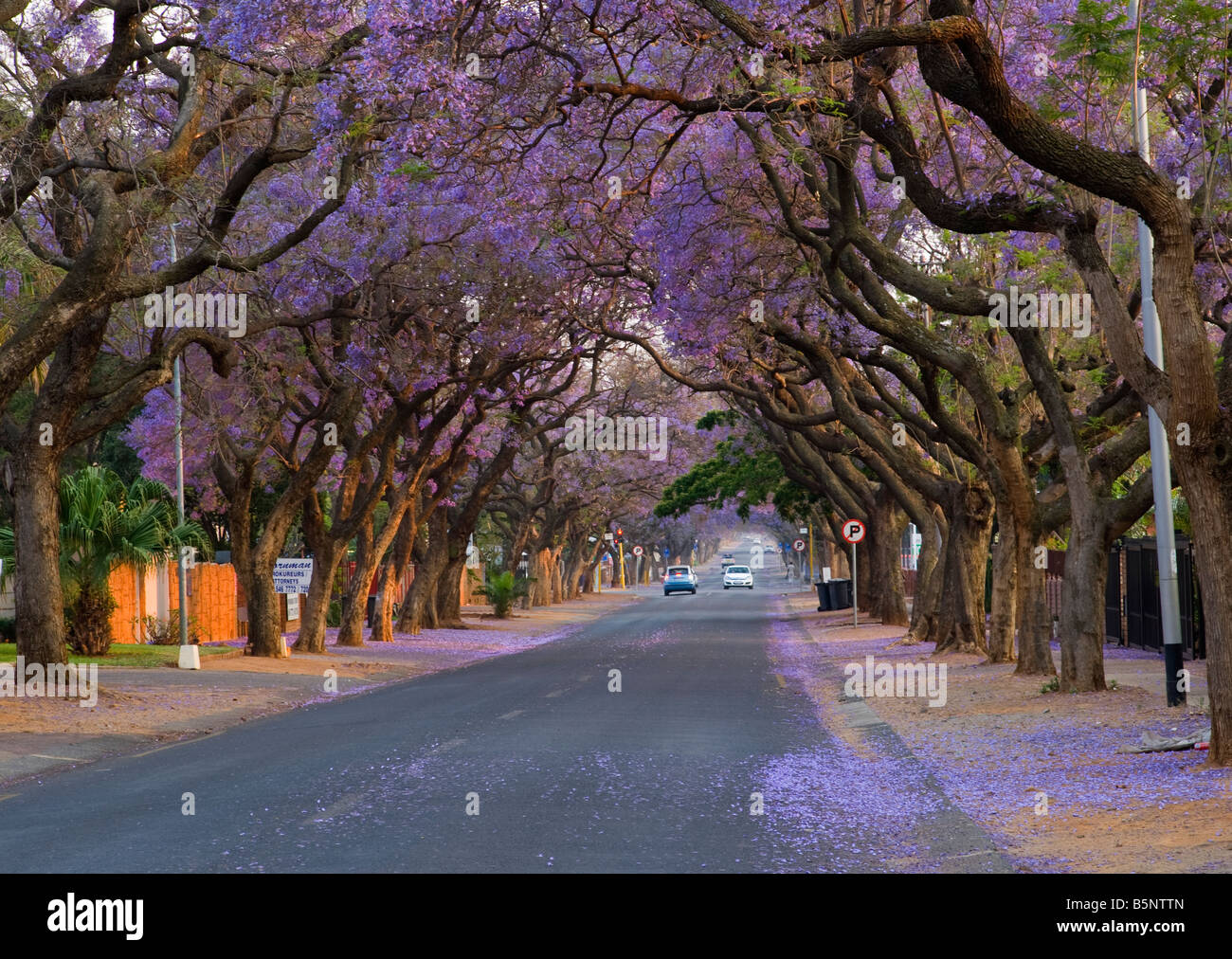 Jakaranda hi-res stock photography and images - Alamy