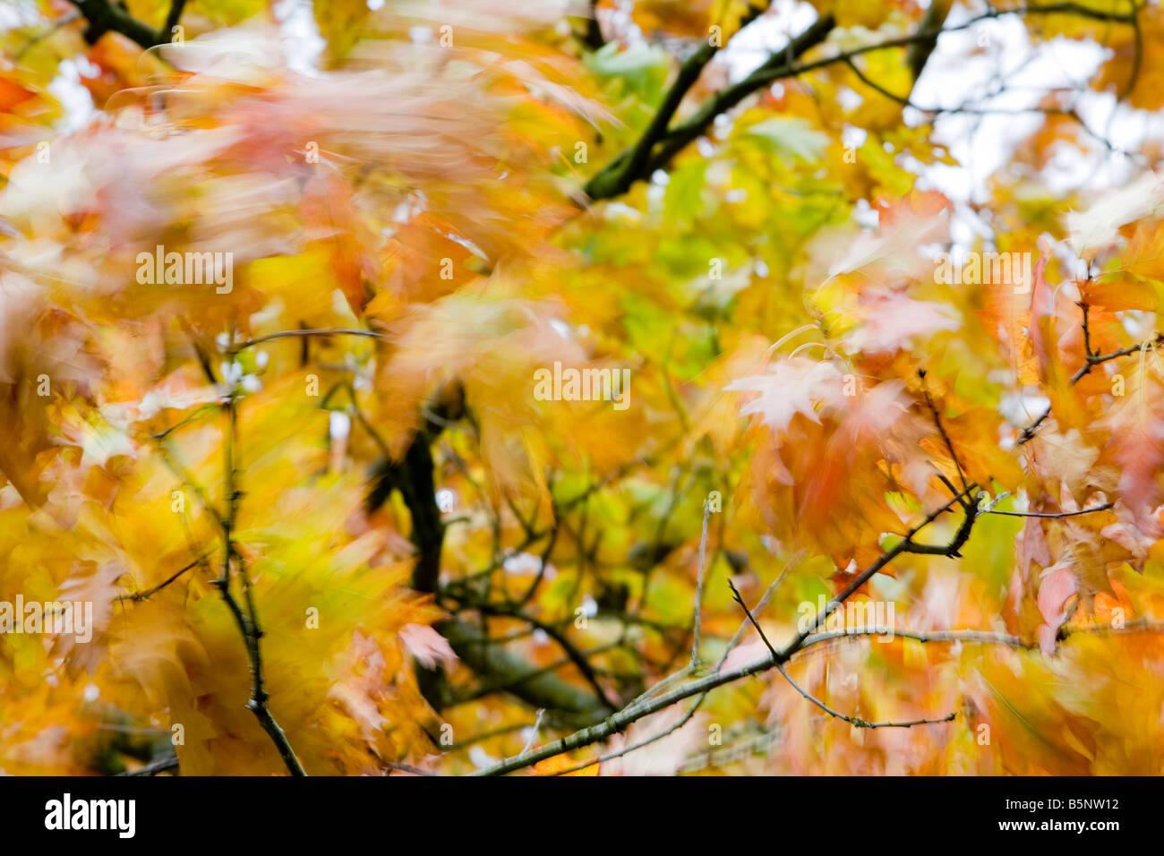 Autumn leaves blowing in breeze hi-res stock photography and images - Alamy