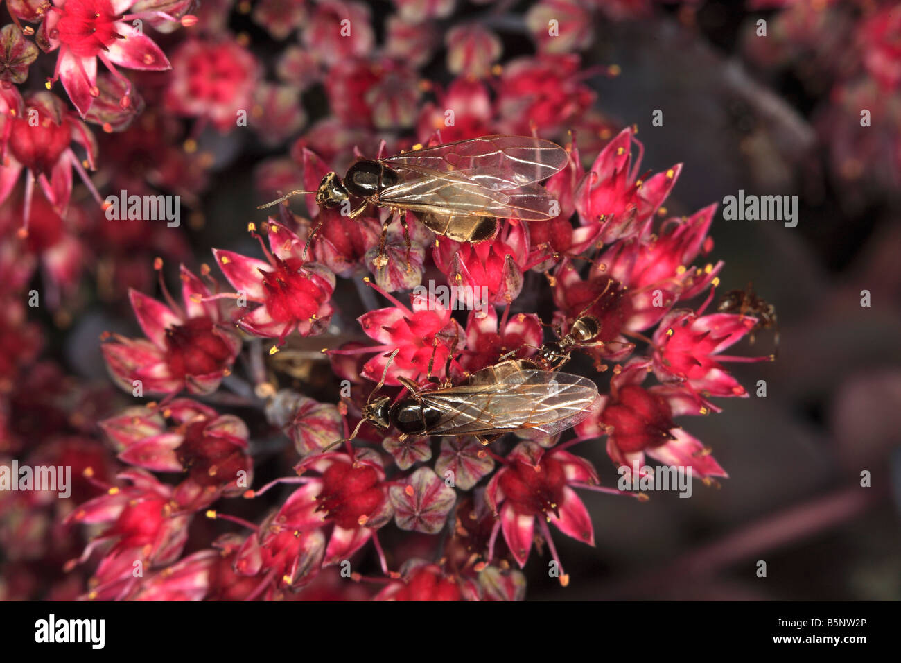 FLYING ANTS TAKING NECTAR FROM SEDUM Stock Photo - Alamy