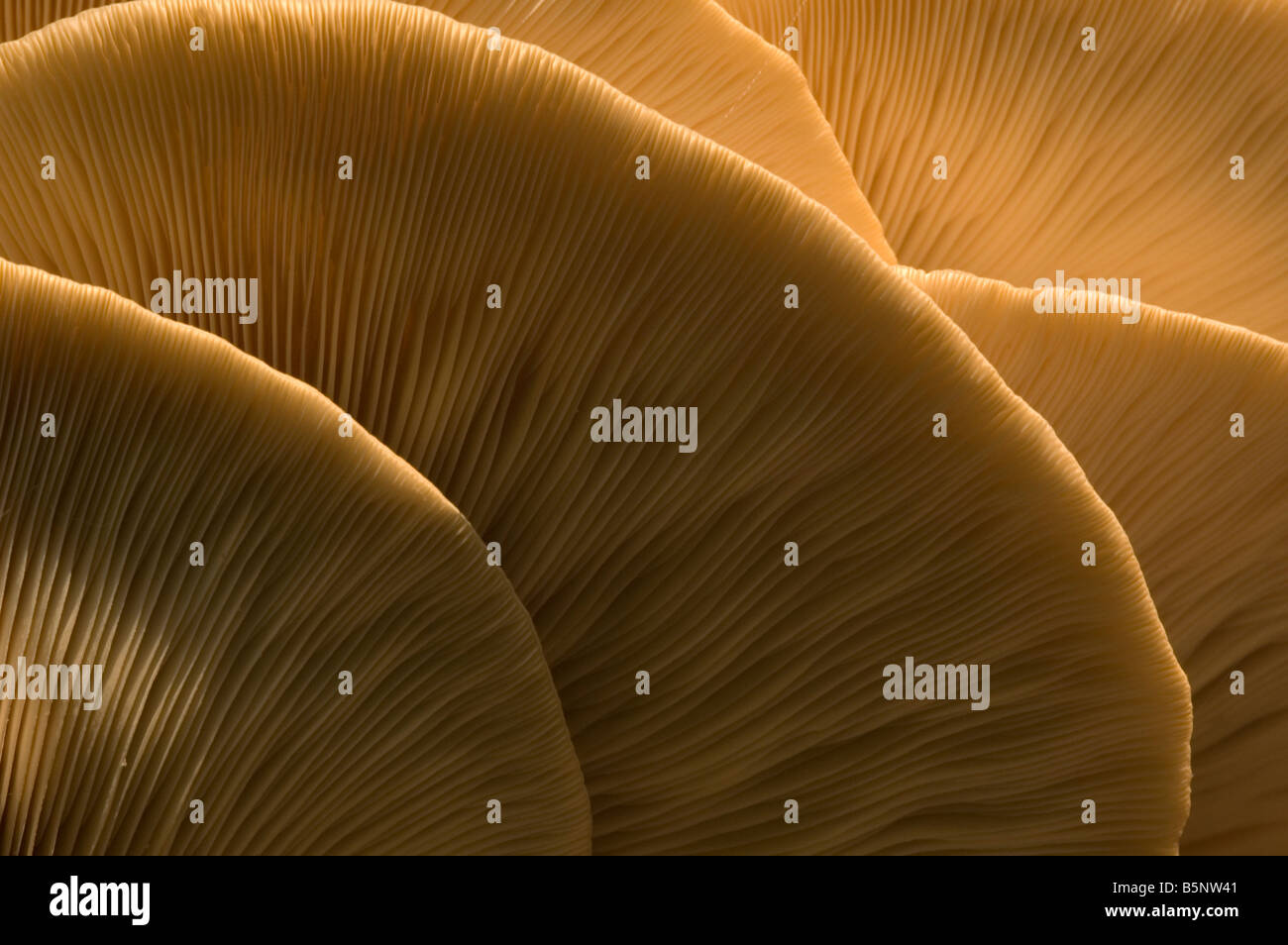 Underside view of toadstool gills hi-res stock photography and images ...