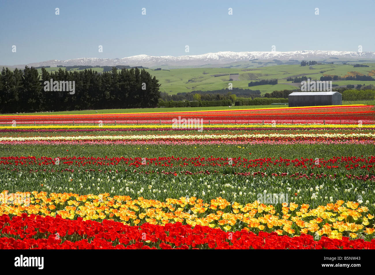 Tapanui hi-res stock photography and images - Alamy