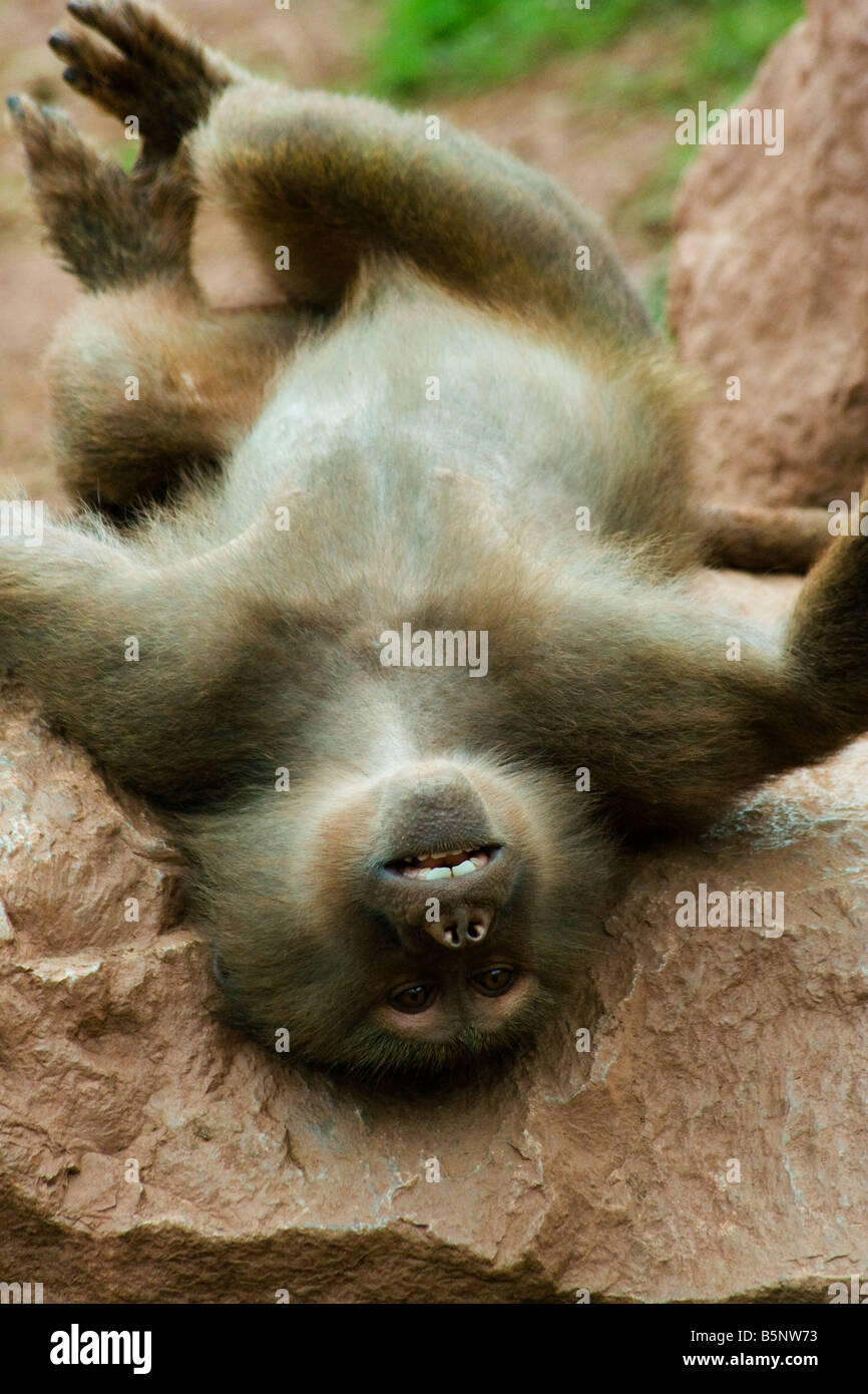 Young Baboon Playing on Rock Stock Photo - Alamy