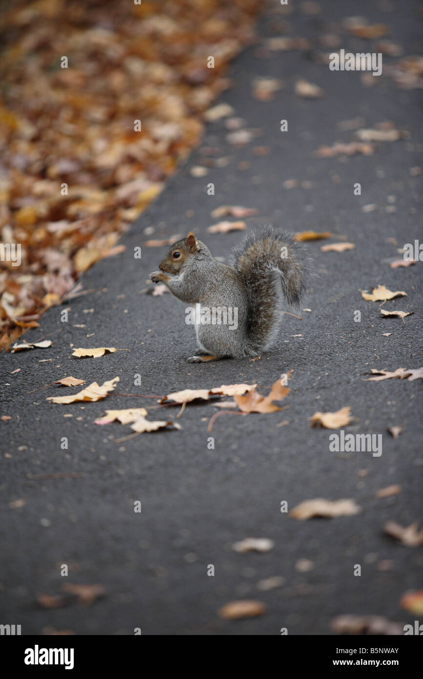 Squirrel roadkill hi-res stock photography and images - Alamy