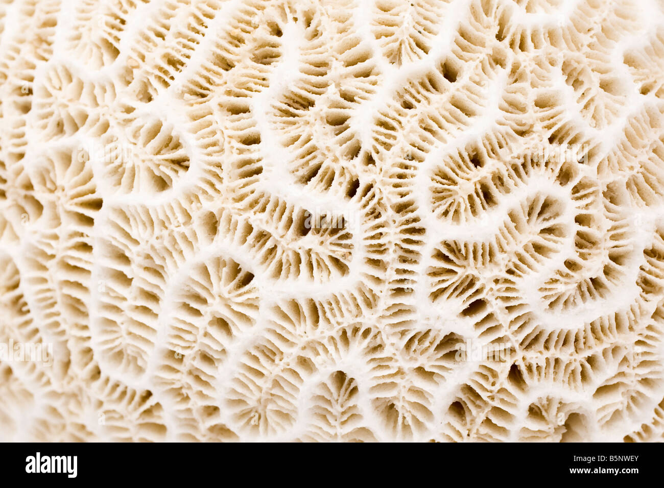 White coral hi-res stock photography and images - Alamy