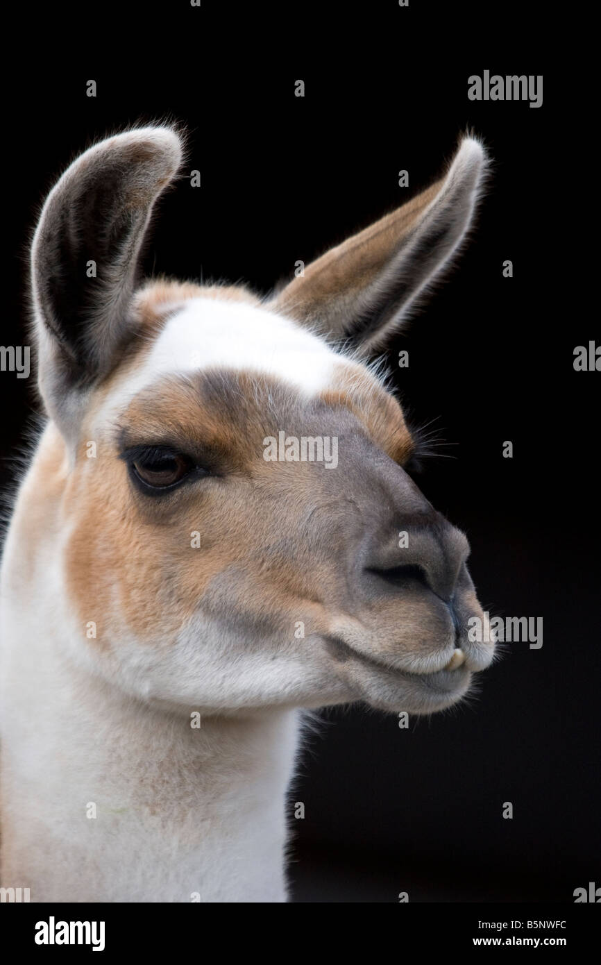 Llamas hi-res stock photography and images - Alamy