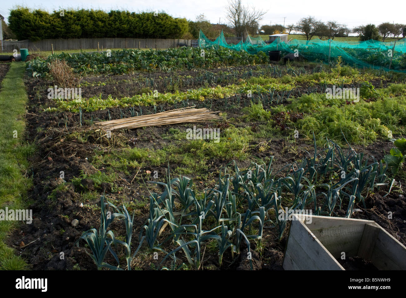 a scene from our local allotments Stock Photo - Alamy