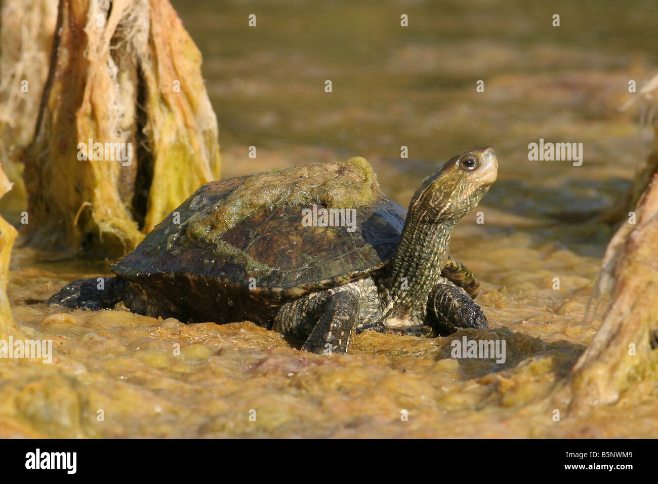 Caspian turtle or Striped neck terrapin Mauremys caspica Israel May ...