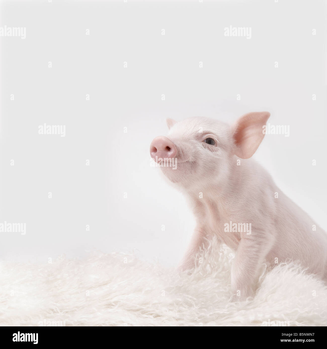 Pink piglet on white rug Stock Photo - Alamy