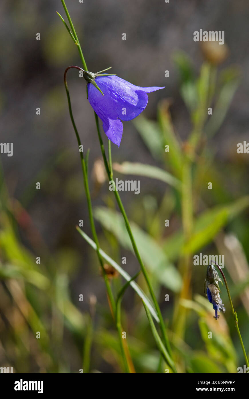 Subalpine zones hi-res stock photography and images - Alamy