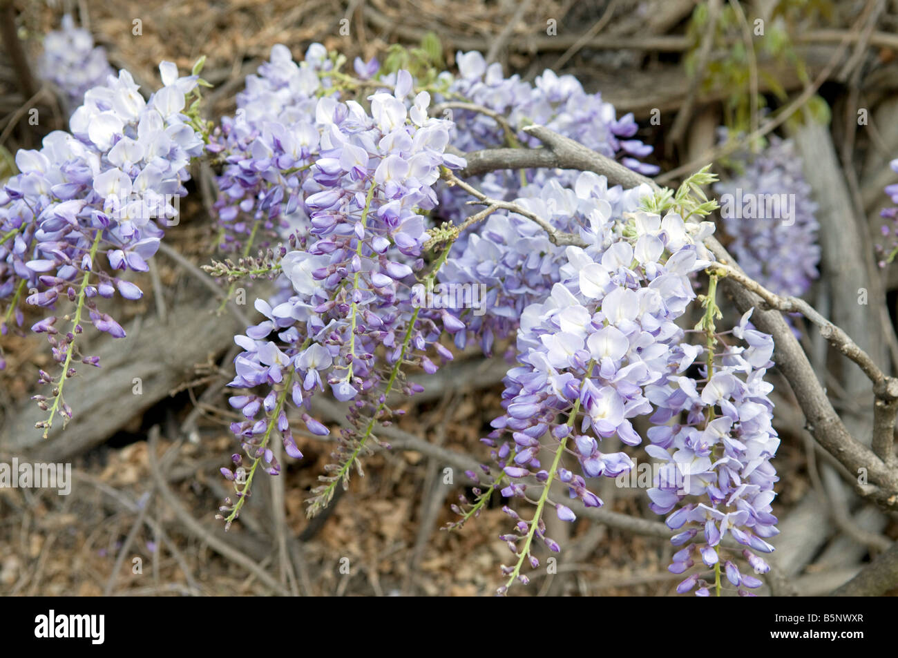Wisteria Leguminosae/Papilionaceae Multijuga Stock Photo - Alamy