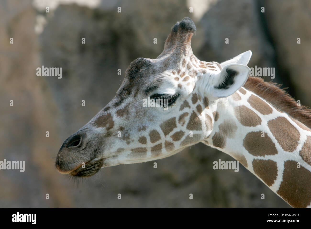 Head of a giraffe hi-res stock photography and images - Alamy
