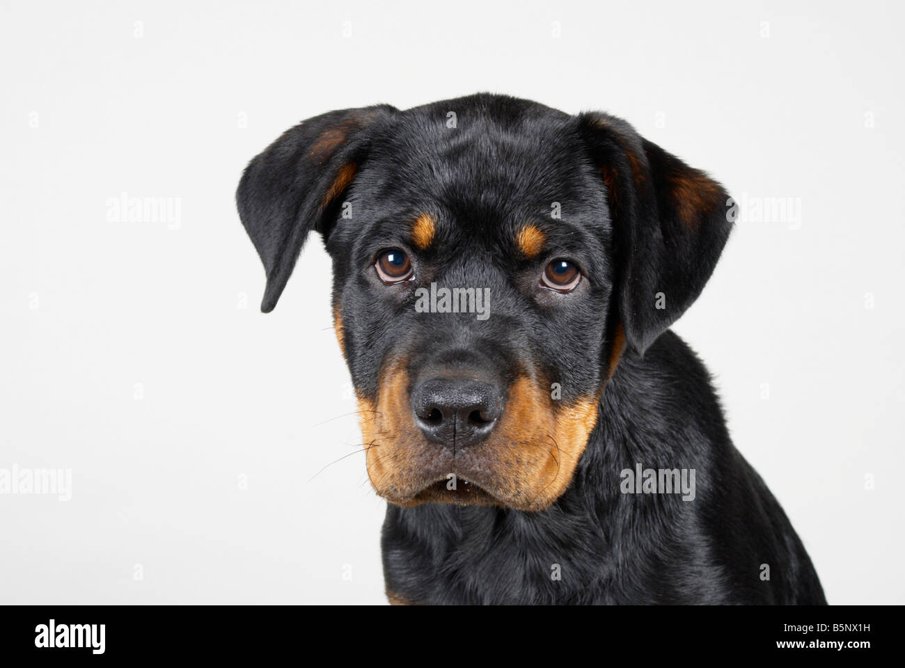 Close Up Rottweiler Puppy High Resolution Stock Photography and Images ...