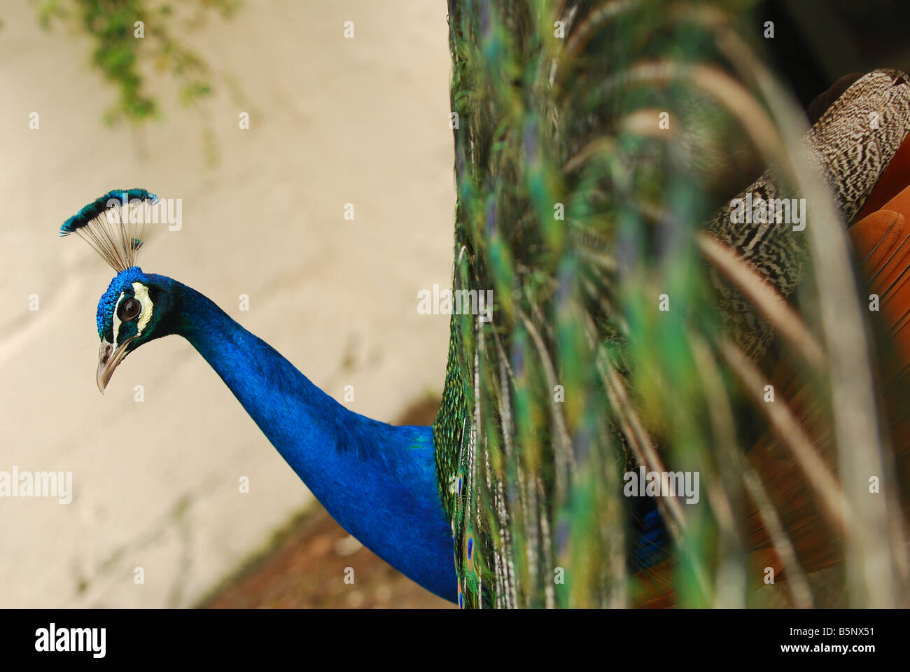 A side on view of a Peacock bird Stock Photo - Alamy