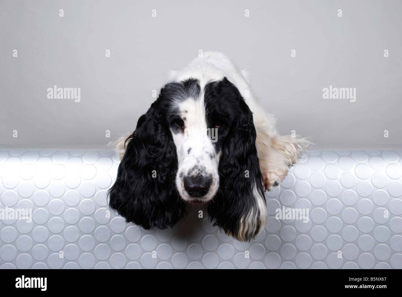 english cocker spaniel peering over the edge of a grey studio set Stock ...