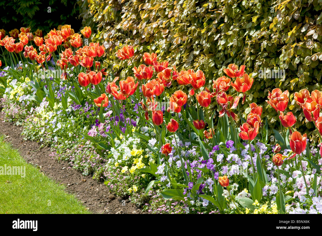 Tulipa tulip `Bing Crosby` Border Display Stock Photo - Alamy