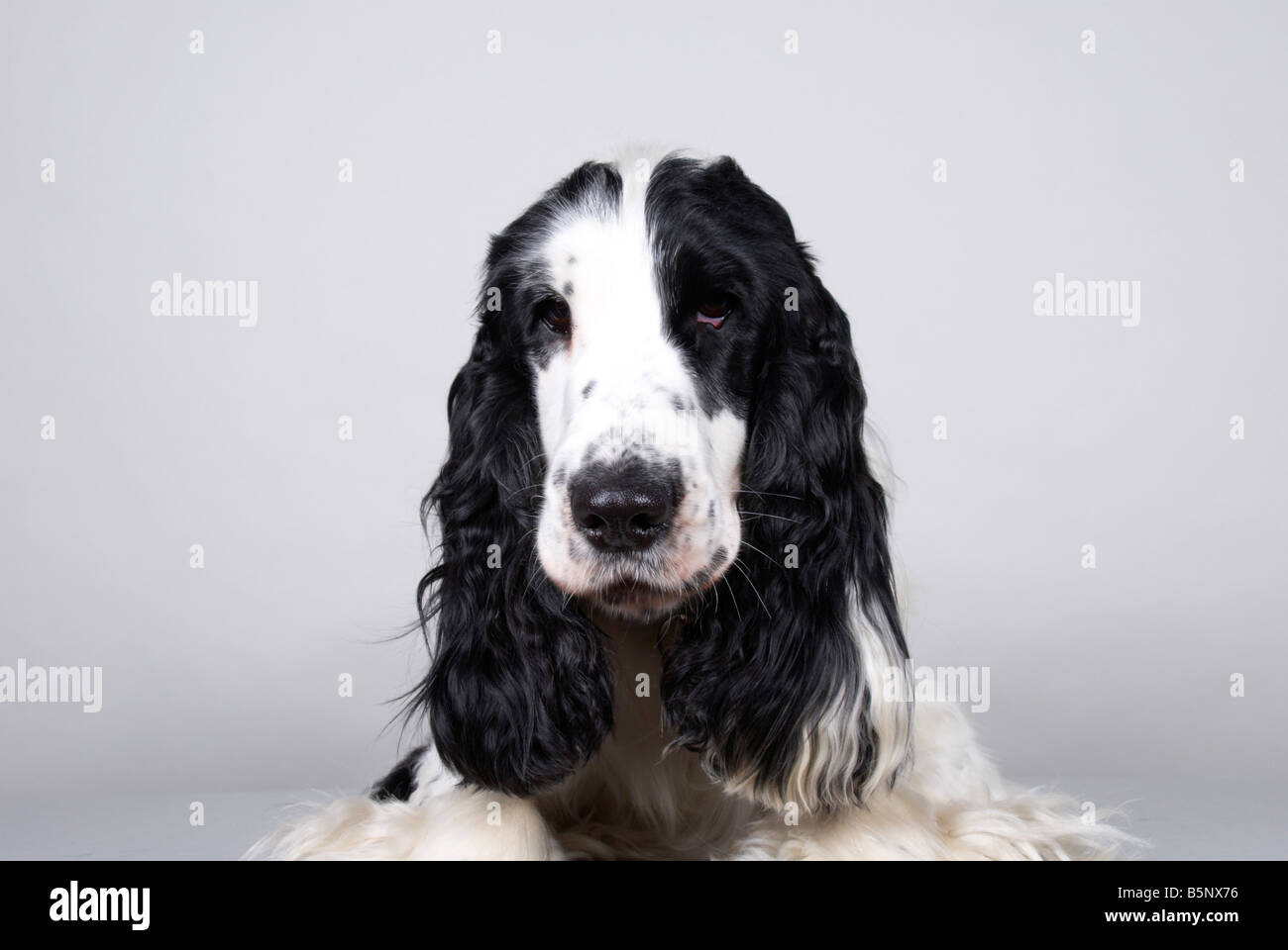 english cocker spaniel on a grey studio set Stock Photo - Alamy