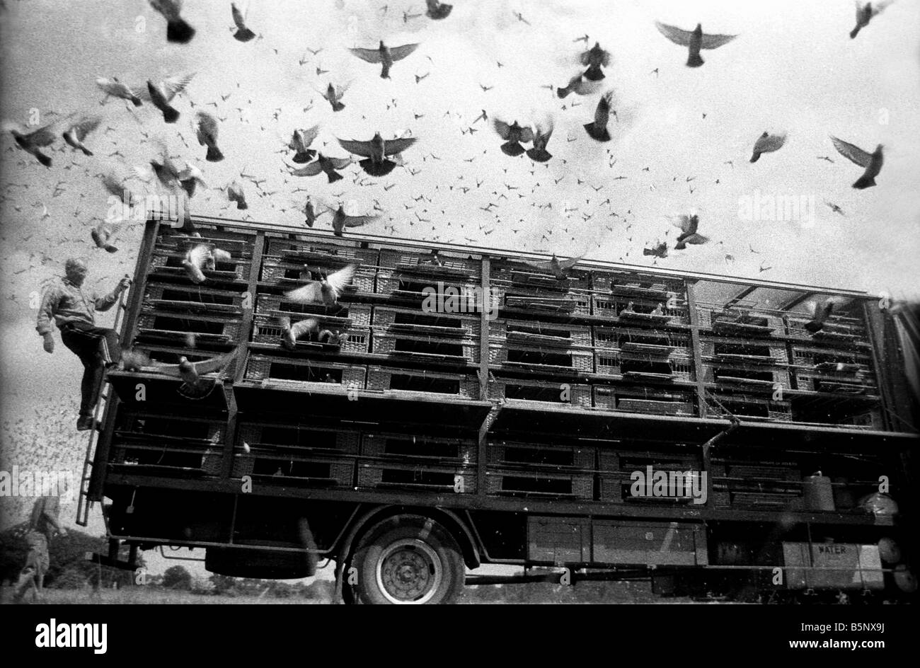 Racing pigeon transporter hi-res stock photography and images - Alamy