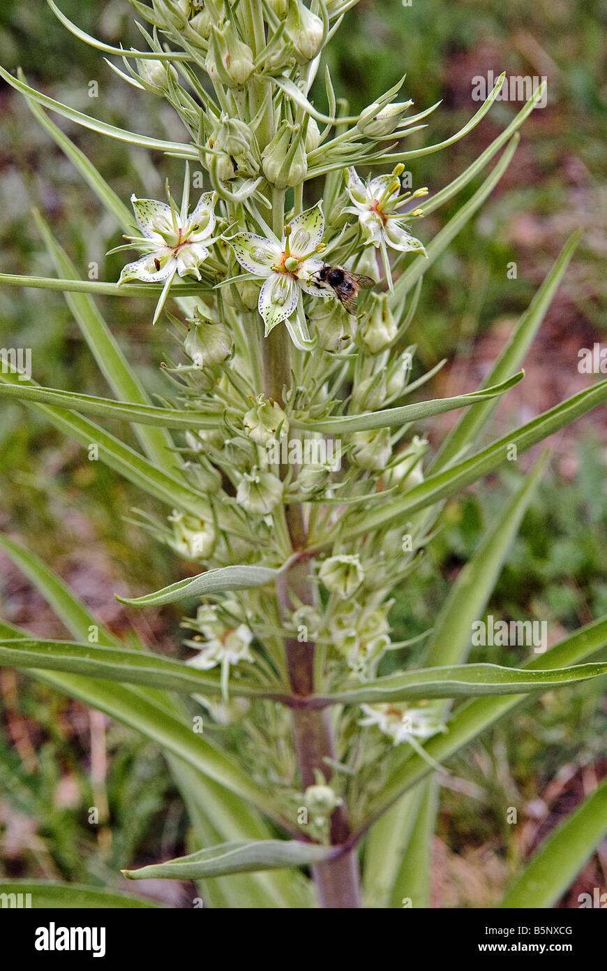 Monument plant hi-res stock photography and images - Alamy