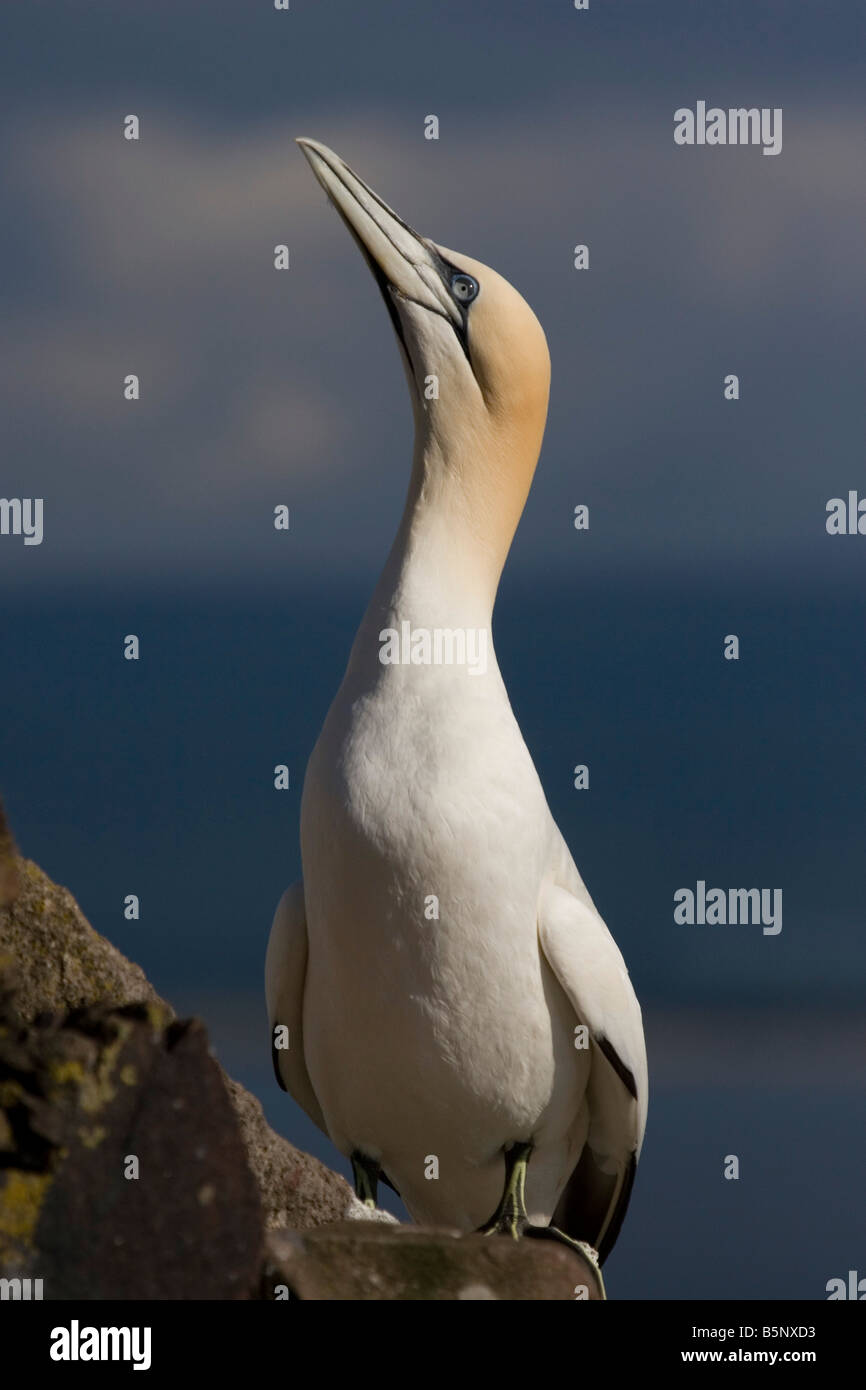 Gannet courtship display hi-res stock photography and images - Alamy