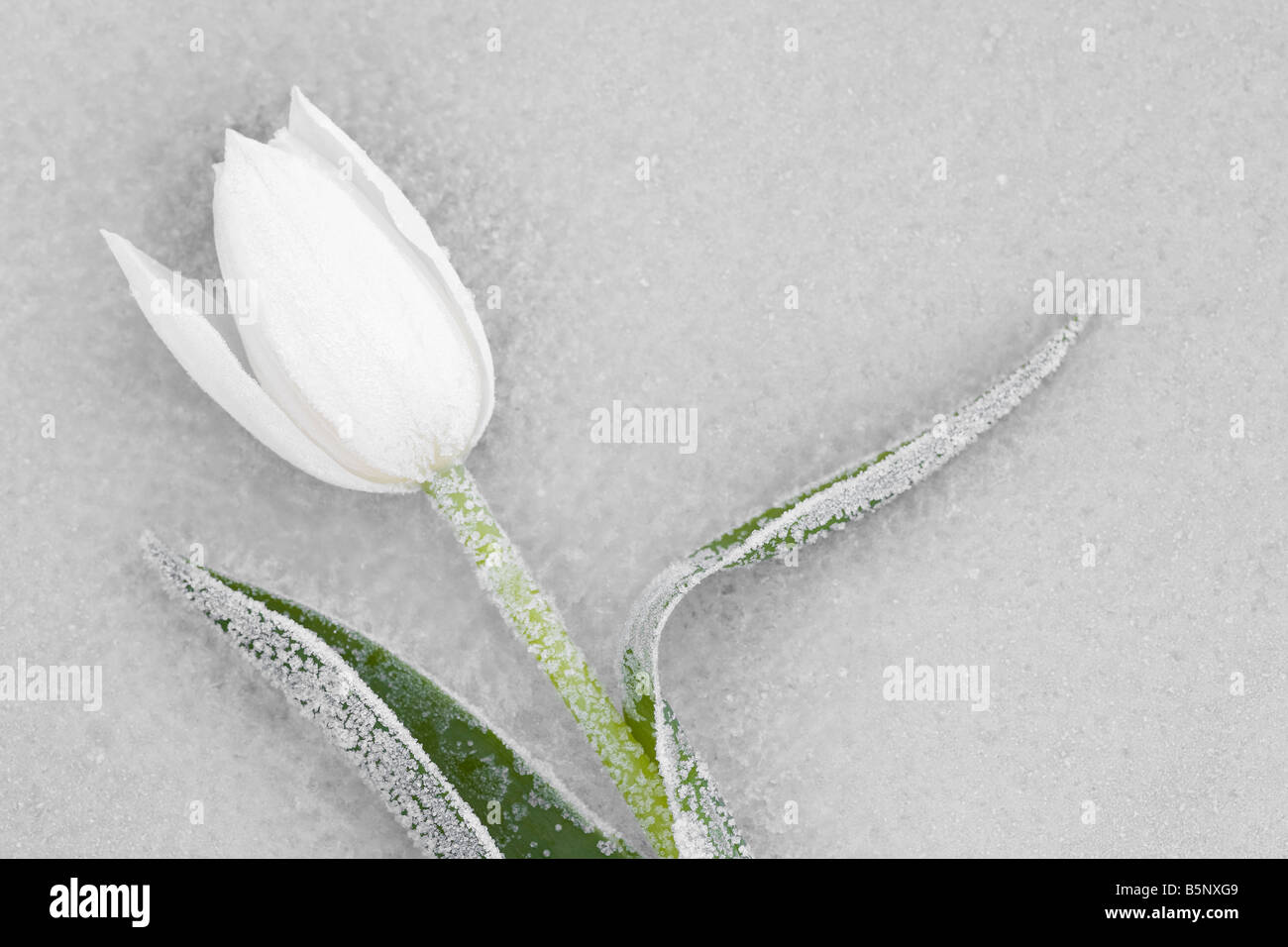 One frozen white tulip on sheet of frosted glass Stock Photo - Alamy
