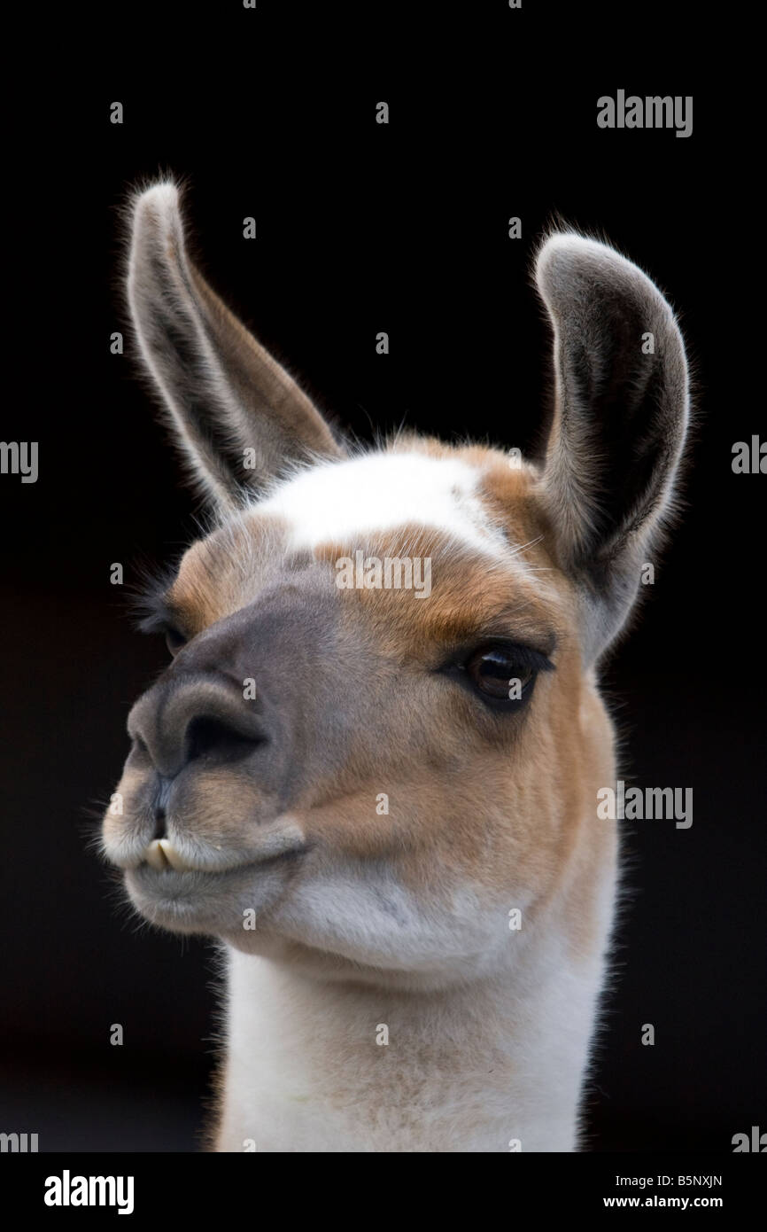 Closeup of a Llama s head Stock Photo - Alamy