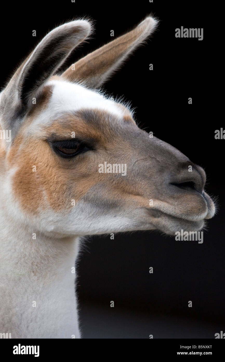 Llamas head hi-res stock photography and images - Alamy