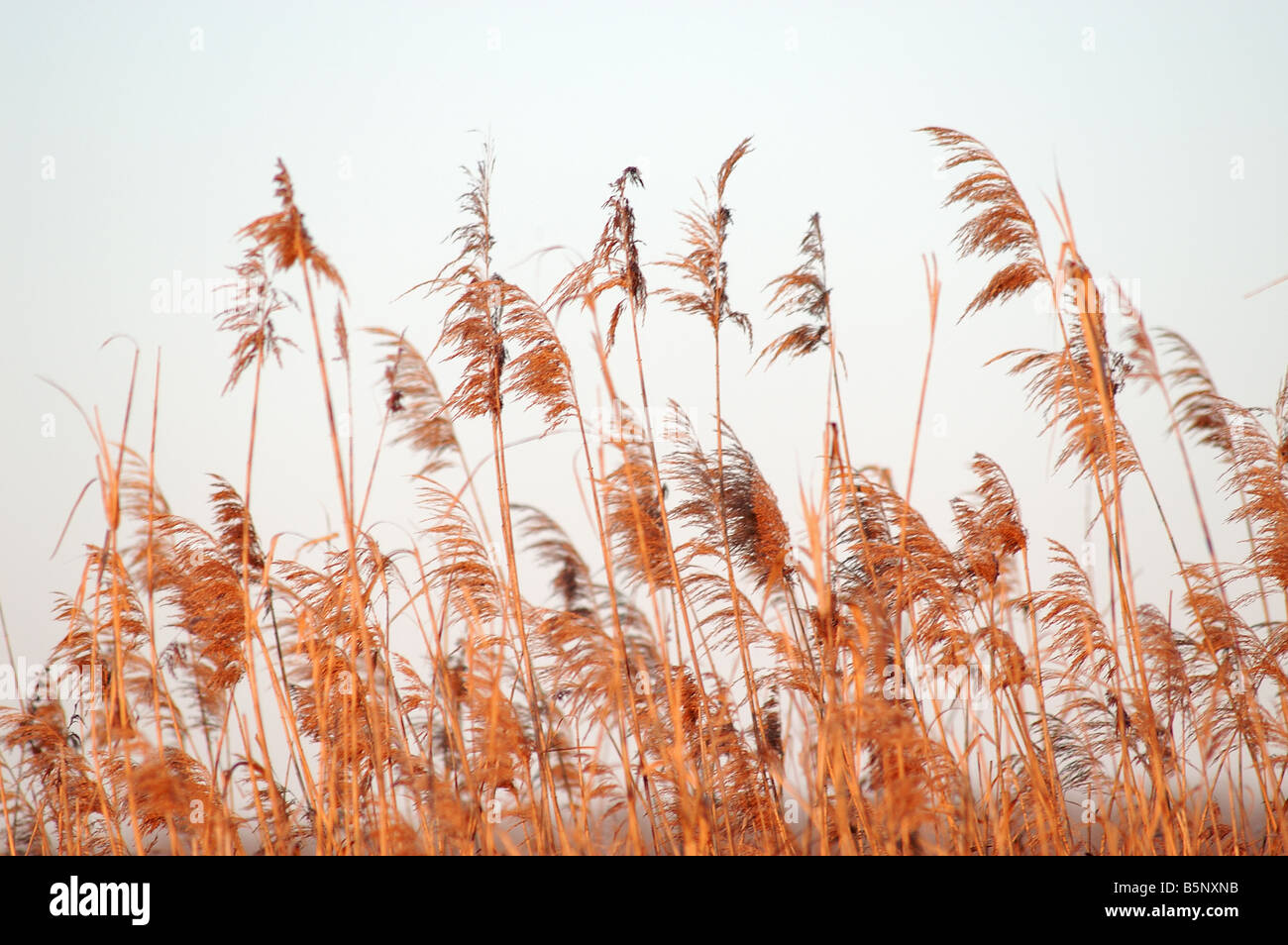 reeds weaving in the wind Stock Photo - Alamy
