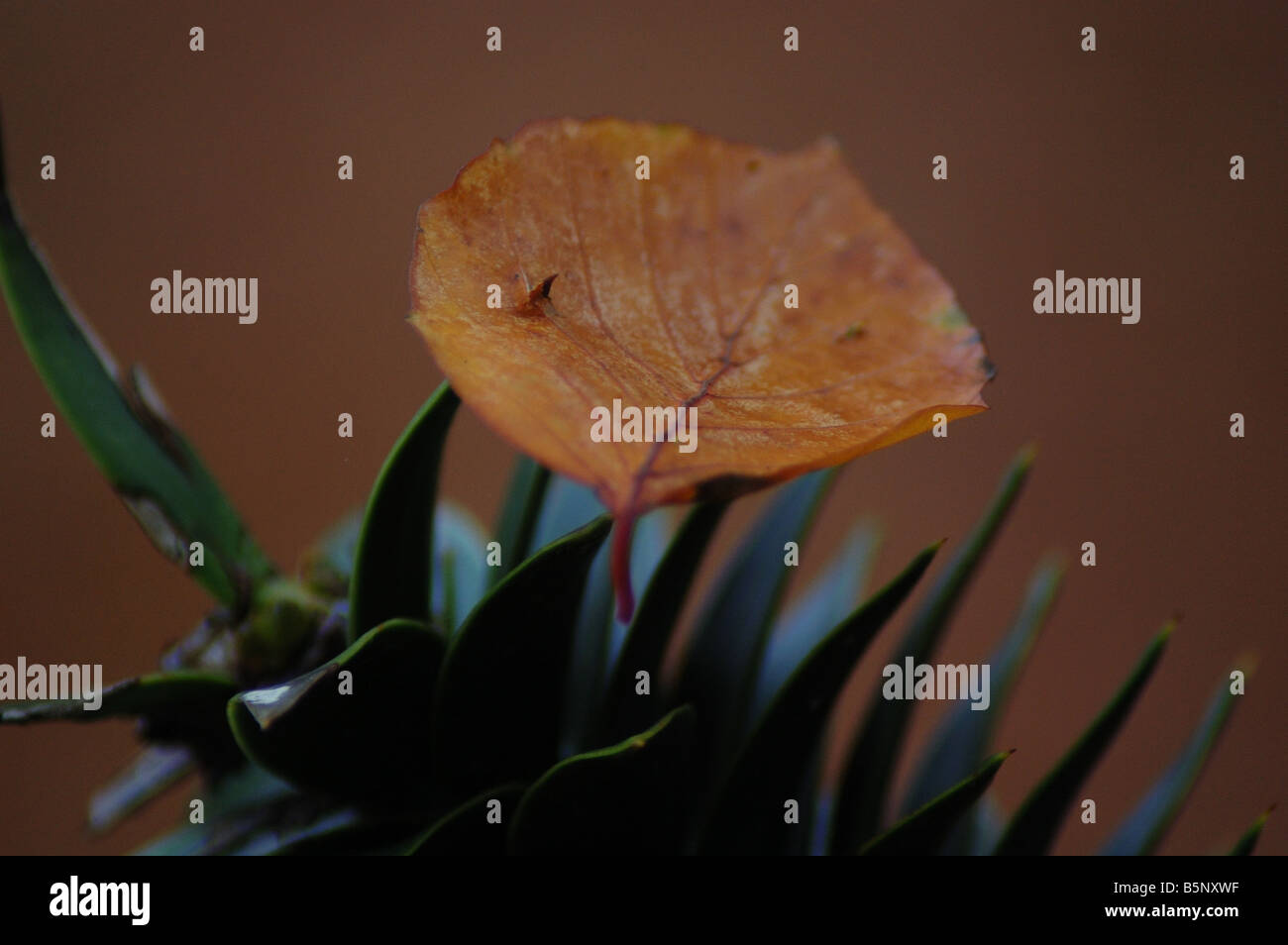 Single fallen autumn leaf caught on a tree branch Stock Photo - Alamy