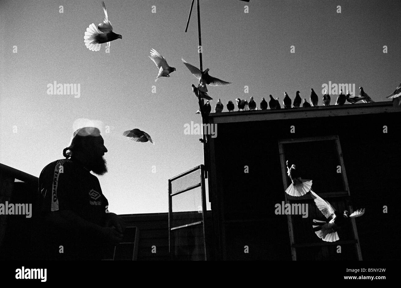 Pigeon racing in the UK. Working class sport Stock Photo - Alamy