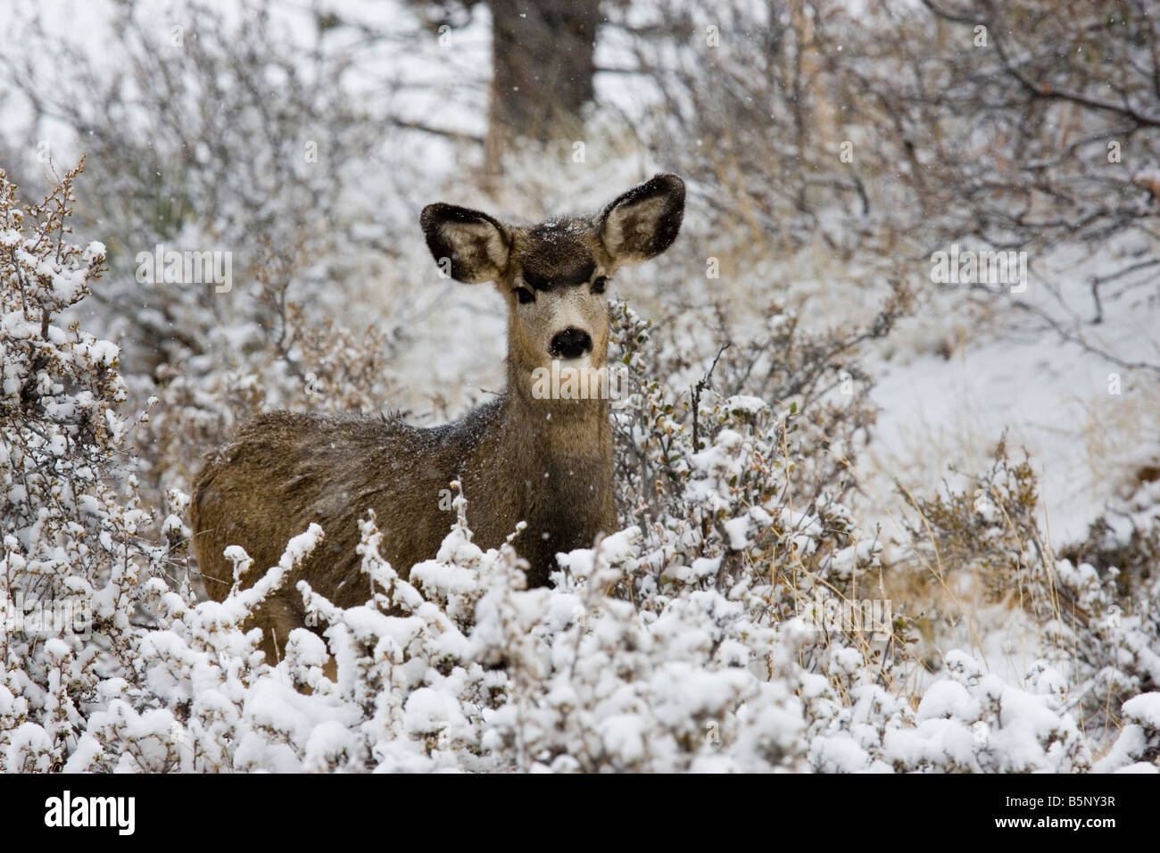 Mule deer forage for food on a cold snowy Colorado winter morning Stock ...