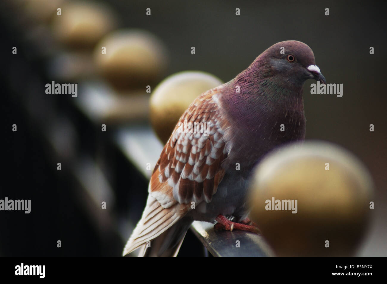 Pigeon on a park gate Stock Photo - Alamy
