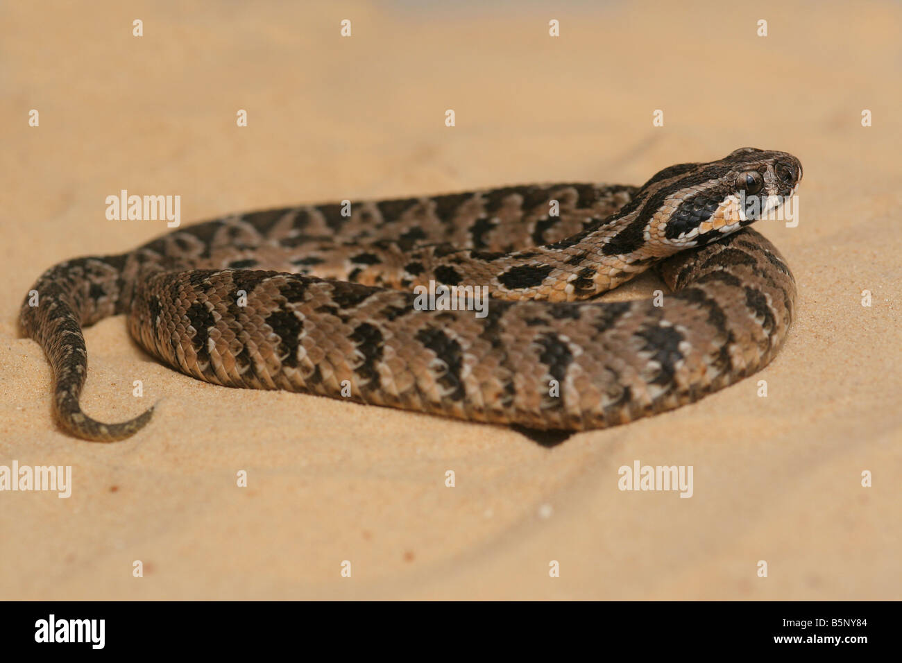 Venomous viper hi-res stock photography and images - Alamy