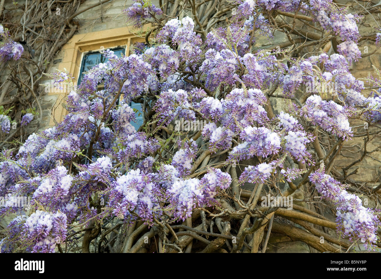 Wisteria Leguminosae/Papilionaceae Multijuga Stock Photo - Alamy